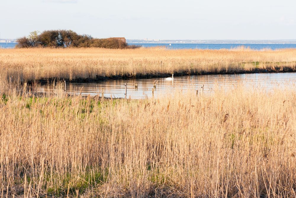 Fugleværnsfonden - Nivå Bugt Strandenge